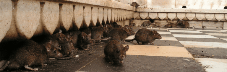 Paris envahie par les souris - Mesnuisibles