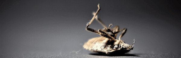 Les punaises de lit envahissent paris | Mesnuisible.com