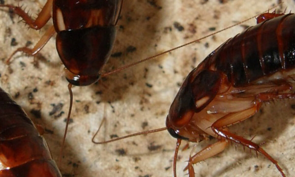 Piege A Blatte Fait Maison | Ventana Blog