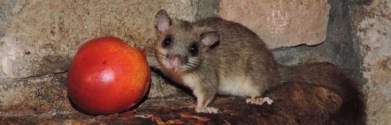 Crotte de loir : signe d’une infestation de rongeurs - Mesnuisibles