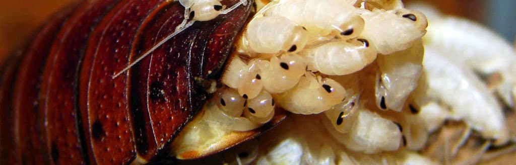 Œuf de cafard : mutations et comment s’en débarrasser - Mesnuisibles