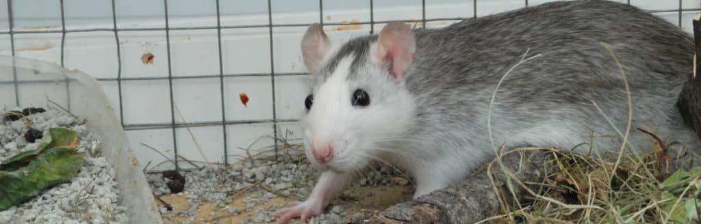 Femelle du rat : quel cycle de reproduction ? - Mesnuisibles