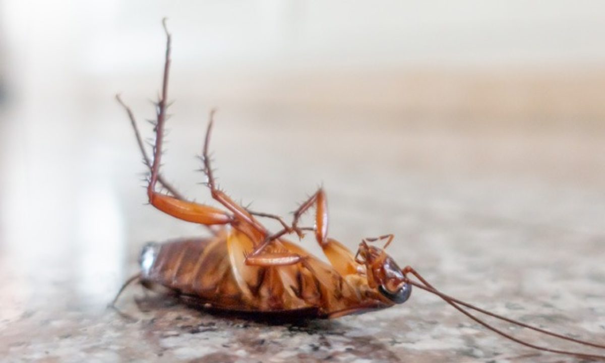 comment éliminer les cafards dans ma cuisine - Entreprise de ...