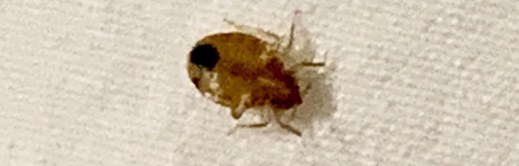 Mue punaise de lit : ce qu’il faut savoir sur le changement de peau de ...